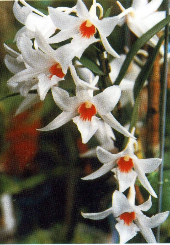 Den. Draconis デントロビウム オーチス農業開発会社（株）