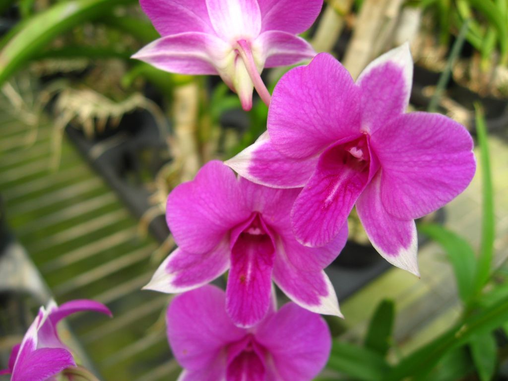 Dendrobium (Siriratana Hirota x Burana Spark) 'O-2' DENDROBIUM ORCHIS FLORICULTURING INC.