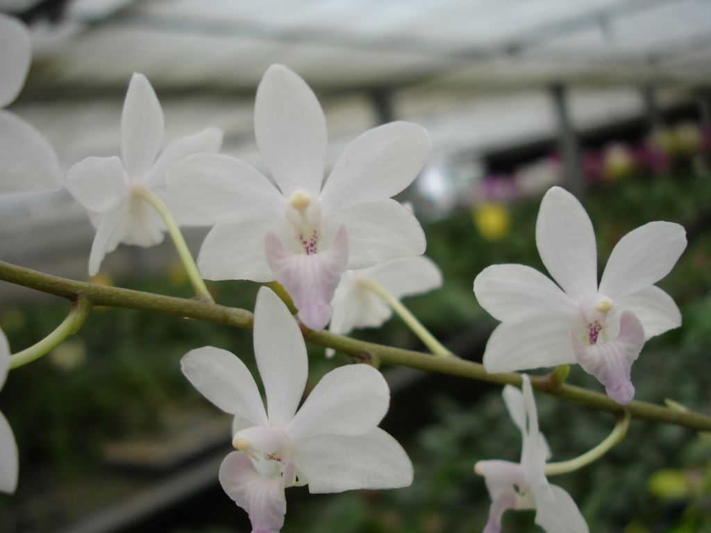 Doritis pulcherrima (alba) PHALAENOPSIS ORCHIS FLORICULTURING INC.