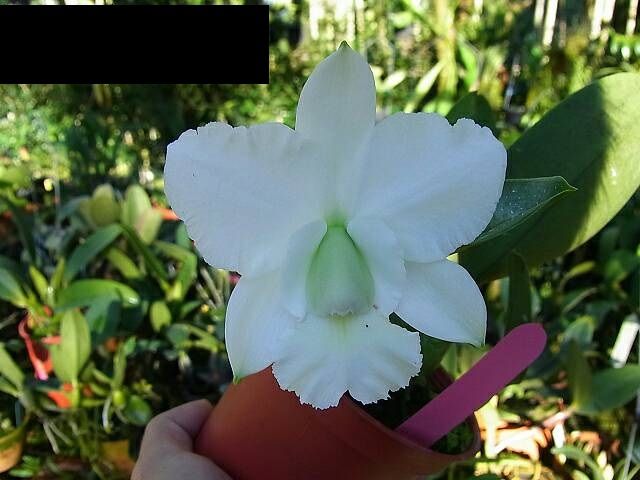 Cattleya Aloha Case var alba * sib CATTLEYA ORCHIS FLORICULTURING INC.