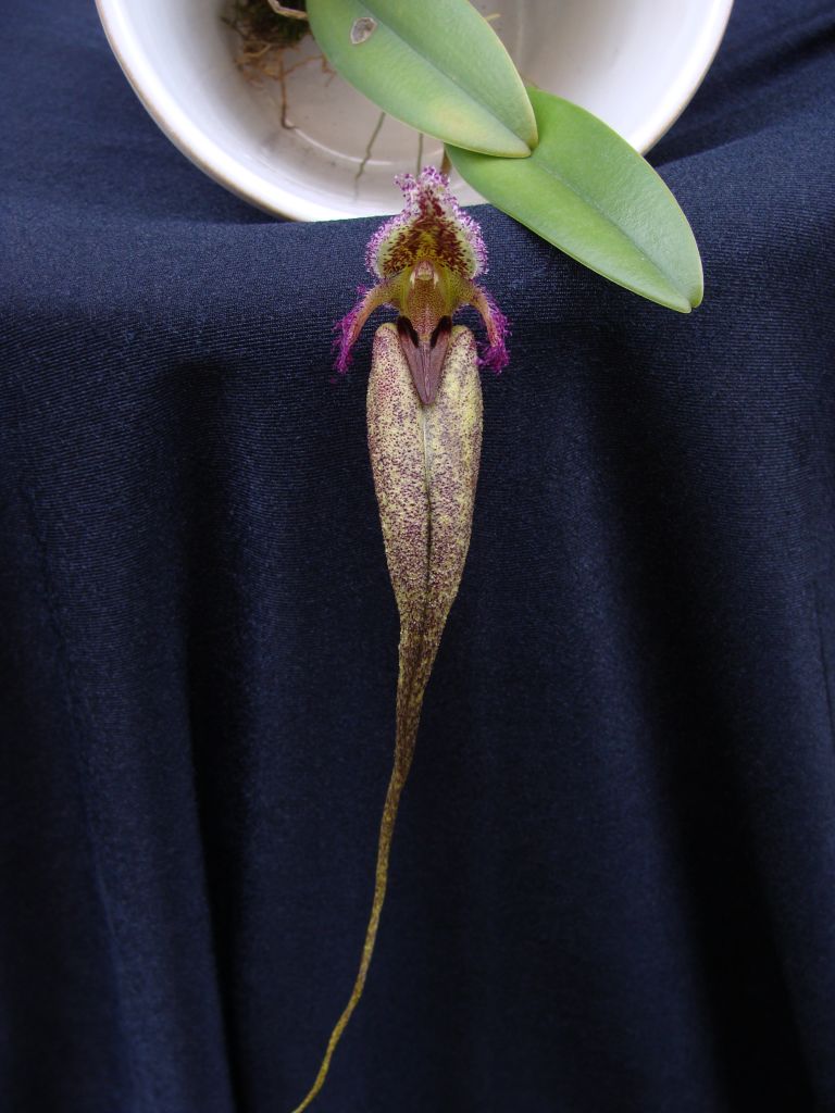 Bulb. fascinator 'Big Gecko' バルボフィラム オーチス農業開発会社（株）