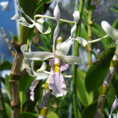 Den. Antennatum DENDROBIUM ORCHIS FLORICULTURING INC.