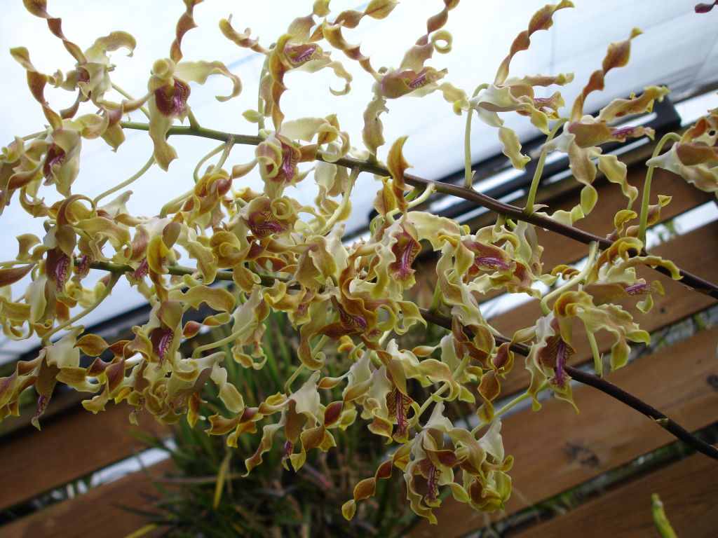 Den. discolor 'alba' x Den. Tosons V. Blue DENDROBIUM ORCHIS ...