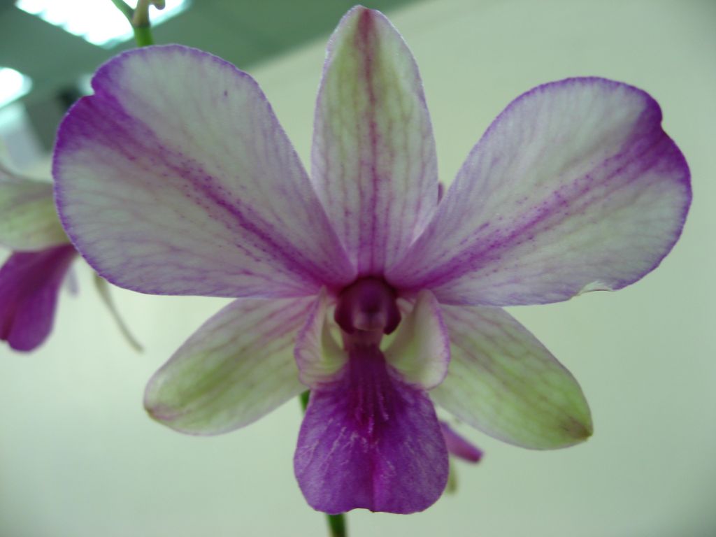 Den. Popeye DENDROBIUM ORCHIS FLORICULTURING INC.