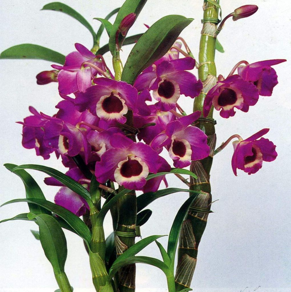 Den. Red Emperor 'Black King' DENDROBIUM ORCHIS FLORICULTURING INC.