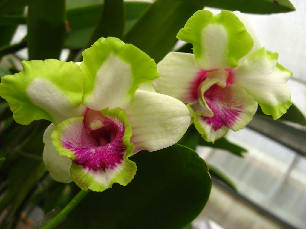 Dendrobium Kultana (mutation) DENDROBIUM ORCHIS FLORICULTURING INC.