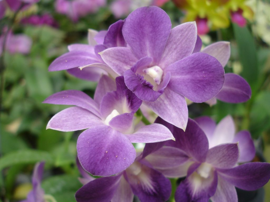 Dendrobium Burana Angel (Blue) DENDROBIUM ORCHIS FLORICULTURING INC.