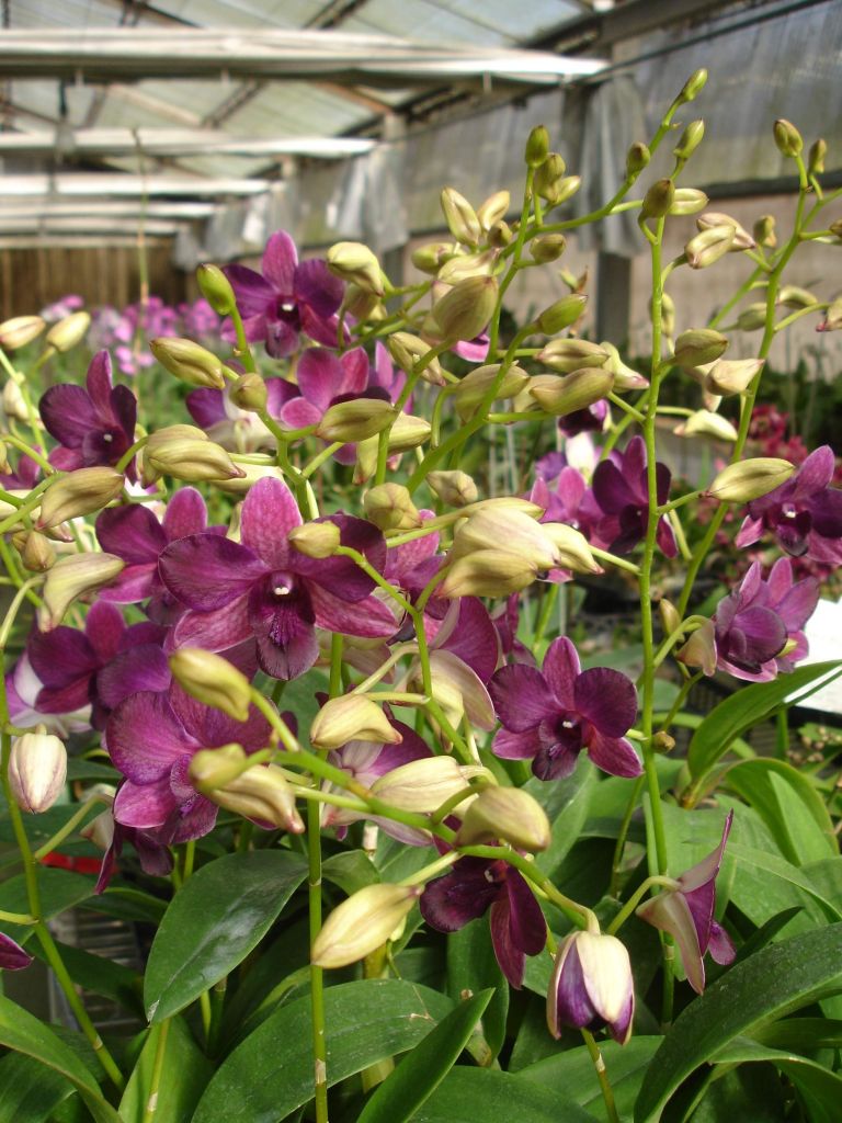 Den. Trudy Brandt x Den. Udom Blue Angel DENDROBIUM ORCHIS ...