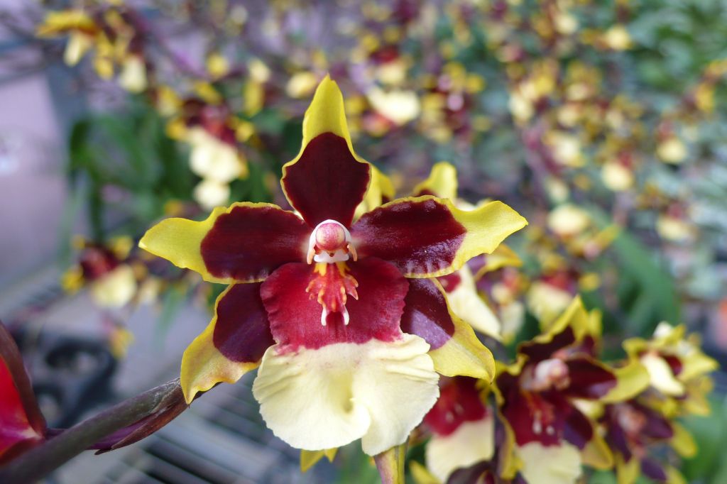 Odcdm. Wildcat ‘Rainbow’ ONCIDIUM ORCHIS FLORICULTURING INC.
