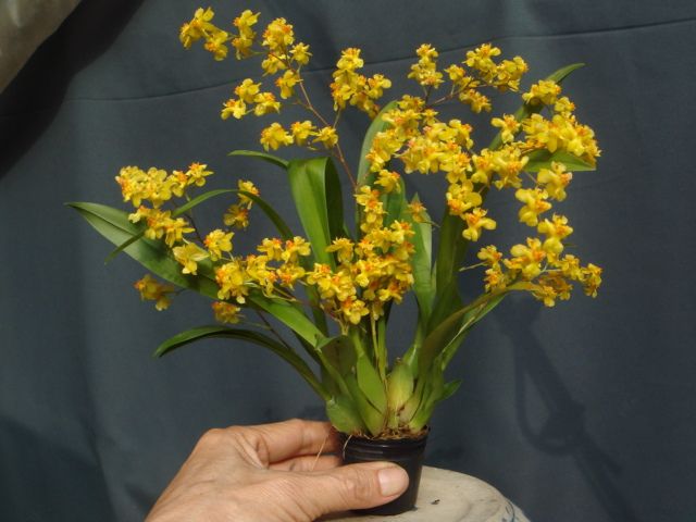 Oncidium Twinkle 'Golden' ONCIDIUM ORCHIS FLORICULTURING INC.