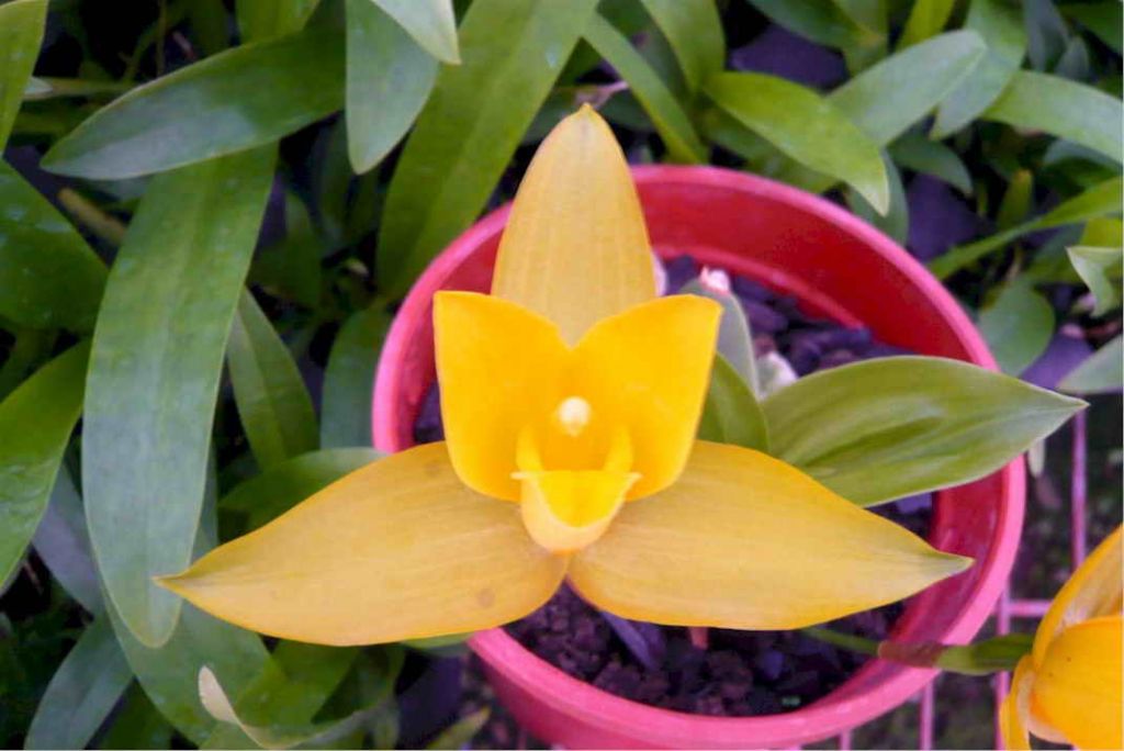 Lycaste Hamana Jason x Concentration (Yellow Hybrid) ONCIDIUM ORCHIS ...