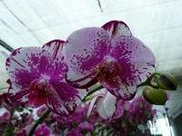 Dtps. Ever Spring Prince ‘Pretty Cat’ PHALAENOPSIS ORCHIS ...