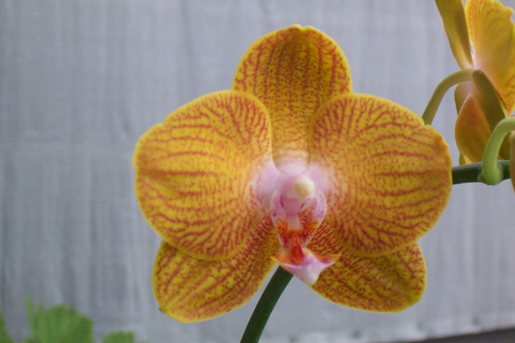 P. Taiwan Ambo PHALAENOPSIS ORCHIS FLORICULTURING INC.