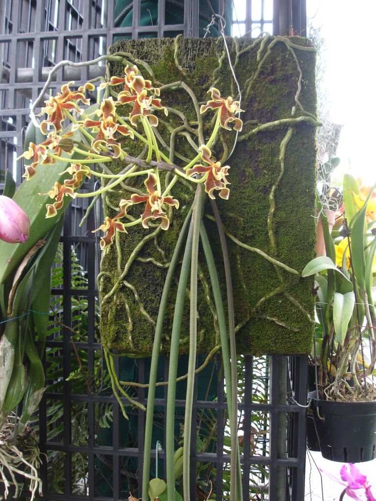 P. labukensis PHALAENOPSIS ORCHIS FLORICULTURING INC.