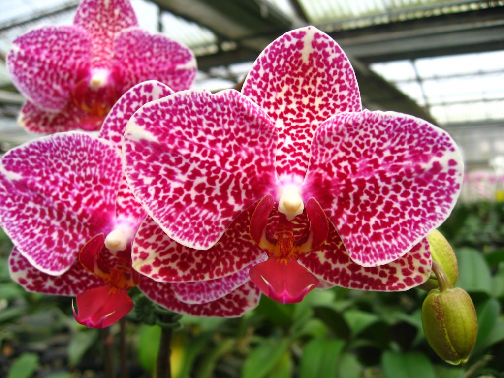 Dtps. (Spring Sunshing Spot x Taiwan Leopard) 'ORCHIS' PHALAENOPSIS ...