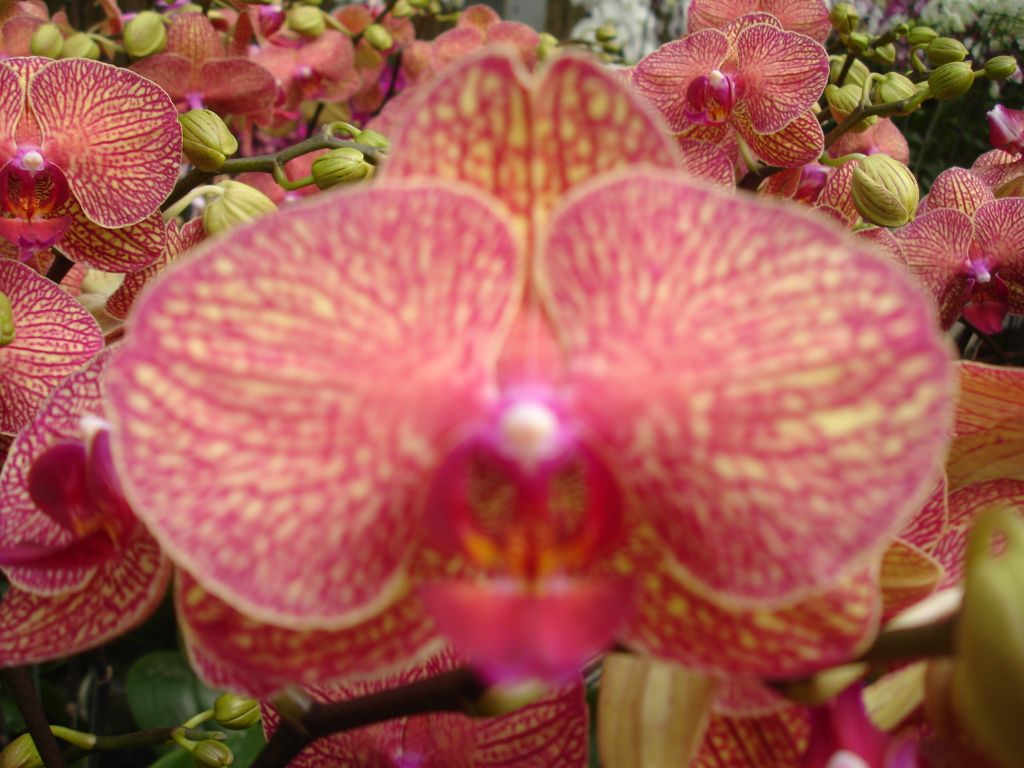 (P. KV Beauty x Dtps. KV Charmer) 'Orange' PHALAENOPSIS ORCHIS ...