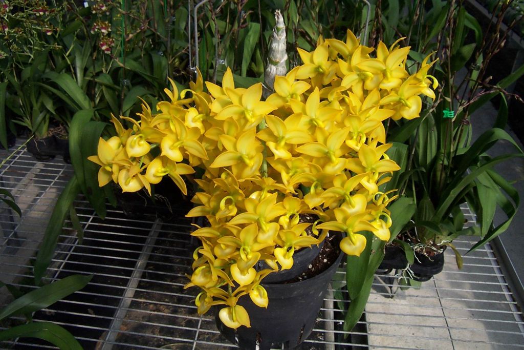 Cycd. Taiwan Gold ‘ORCHIS’ GCP/20THWOC その他属 オーチス農業開発会社（株）