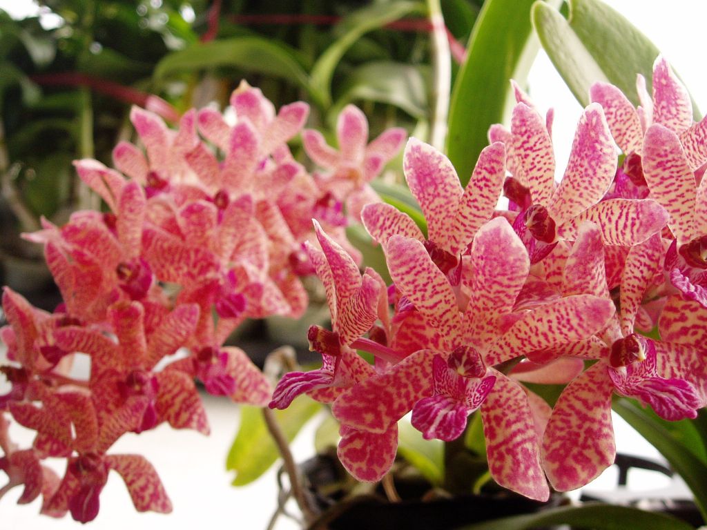 Ren. Azimanbe x Rhy. Gigantea (Hybrid) OTHER VARIETIES ORCHIS ...