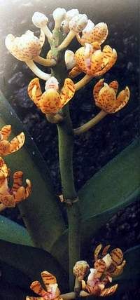 Acampe Rigida 'ORCHIS' OTHER VARIETIES ORCHIS FLORICULTURING INC.