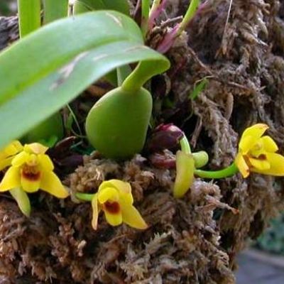 Maxillaria variabilis OTHER VARIETIES ORCHIS FLORICULTURING INC.