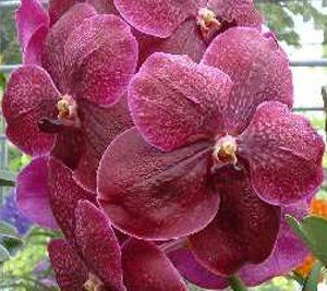 Vanda Robert's Delight 'Dark Red' OTHER VARIETIES ORCHIS FLORICULTURING ...