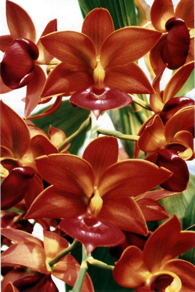 Cycd. Taiwan Gold 'Taiwan Orange' OTHER VARIETIES ORCHIS FLORICULTURING ...