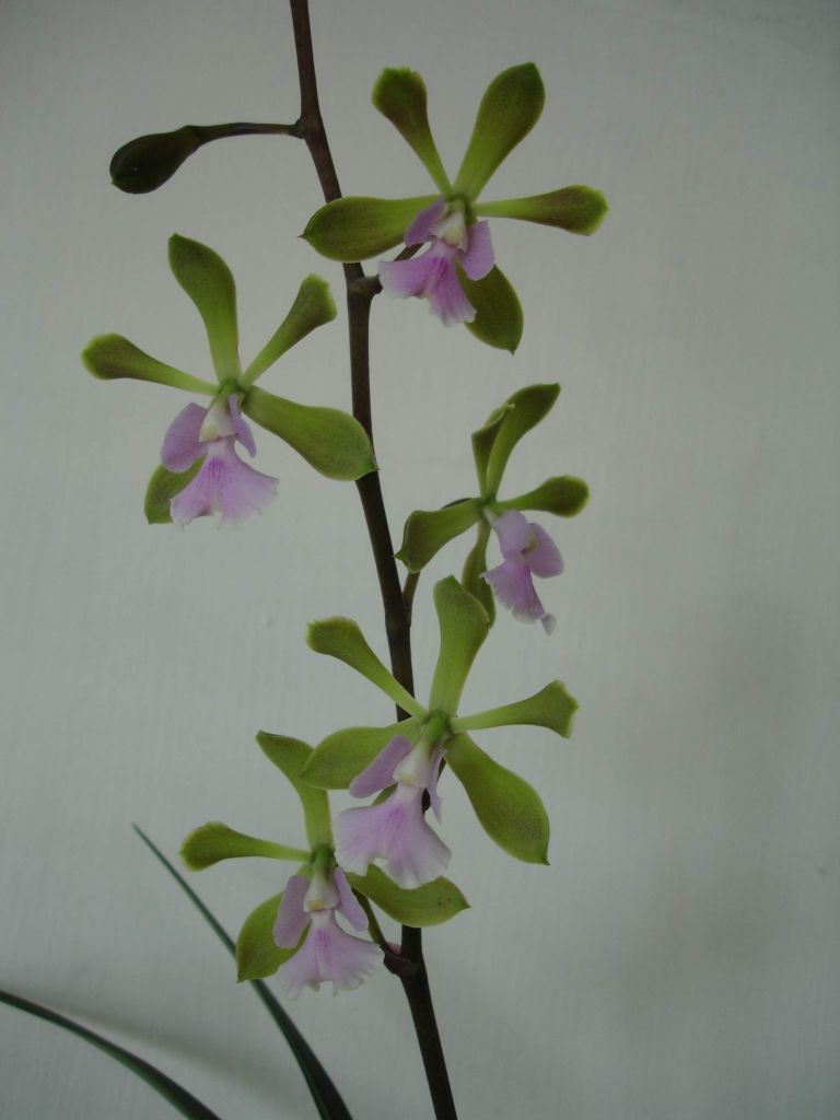 Epicattleya Rene Marques 'Flame Thrower' OTHER VARIETIES ORCHIS ...