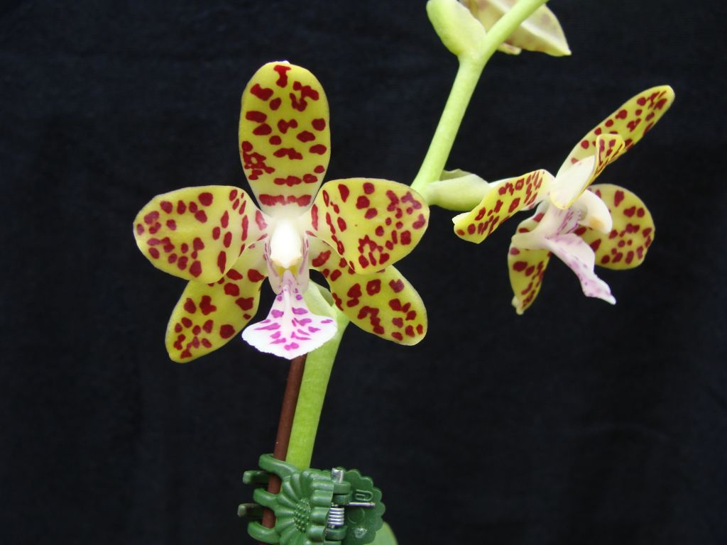 Hygrodirea Nagasaki = Aerides japonica x Hygrochilus parishii OTHER ...