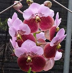 Vanda sanderiana x sib OTHER VARIETIES ORCHIS FLORICULTURING INC.