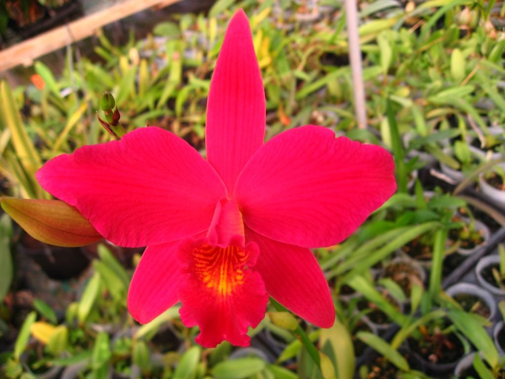 Lc. Hsin Buu Lady 'Red Beauty' CATTLEYA ORCHIS FLORICULTURING INC.