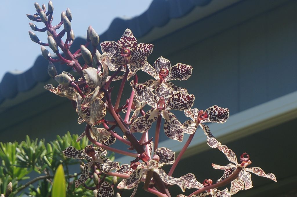 Grammatophyllum scriptum 'Peacock' OTHER VARIETIES ORCHIS ...