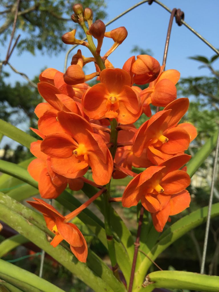Vanda Suksamran Sunlight OTHER VARIETIES ORCHIS FLORICULTURING INC.