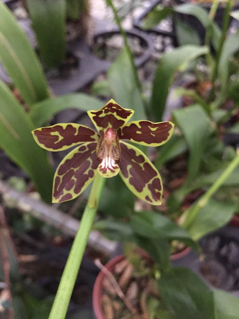 Grammatophyllum scriptum (mini spot) 'ORCHIS' OTHER VARIETIES ORCHIS ...