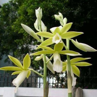 Phaius tankervilleae var. alba OTHER VARIETIES ORCHIS FLORICULTURING INC.