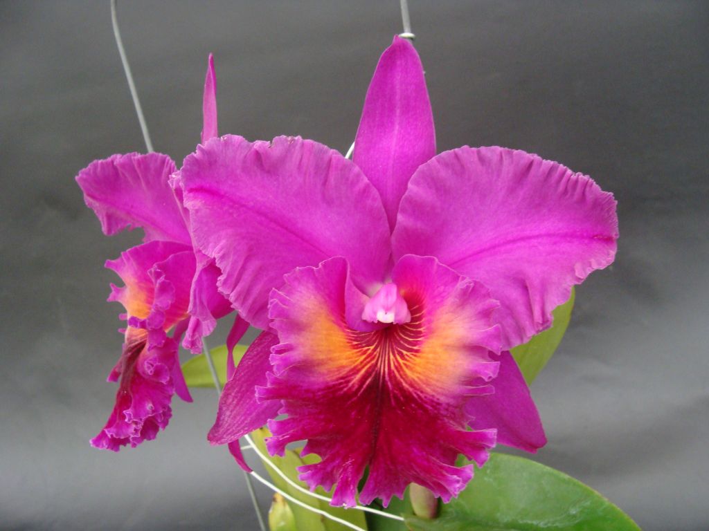Rhyncholaeliocattleya Jeremy Island OTHER VARIETIES ORCHIS ...