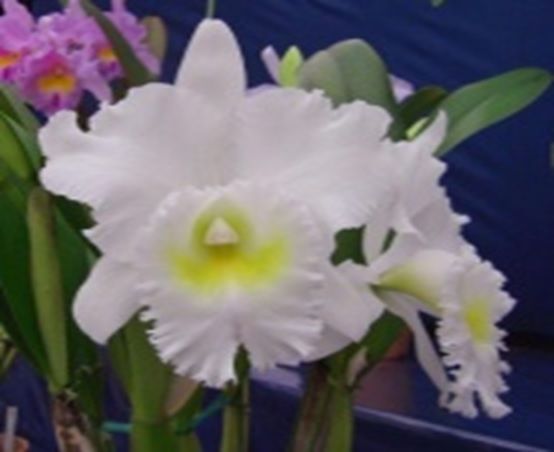 Rhyncholaeliocattleya Pastoral 'Pink Lady' CATTLEYA ORCHIS ...