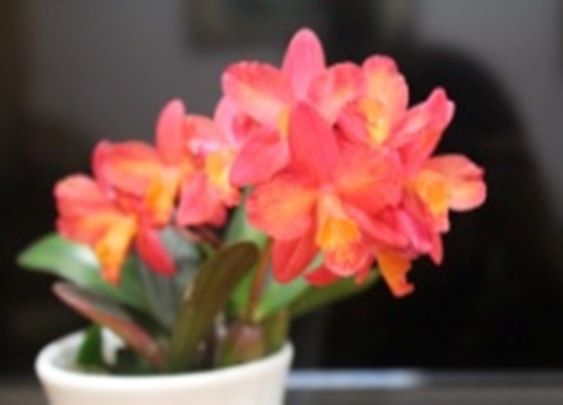 (Cattleya cernua x Cattleya Pink Flash) 'Mini Sun' CATTLEYA ORCHIS ...