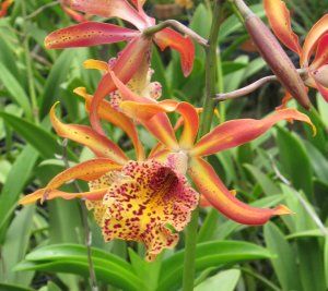 Smbc. France Fox CATTLEYA ORCHIS FLORICULTURING INC.