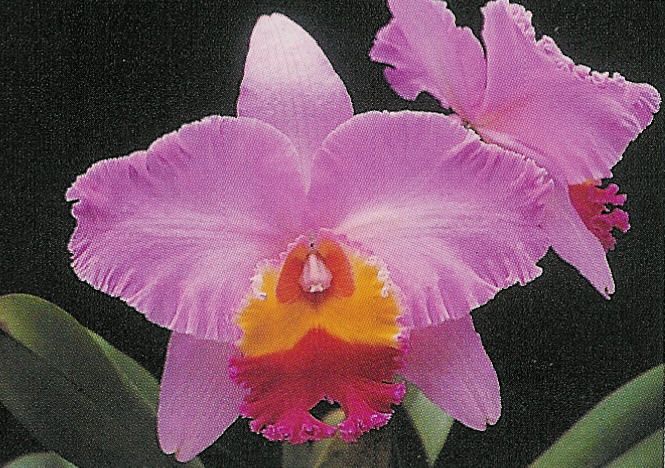 Rhyncholaeliocattleya Pamela Finney 'Pink Beauty' CATTLEYA ORCHIS ...
