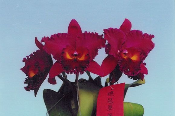 Rhyncholaeliocattleya Sanyung Ruby 'Crowned Dragon' AM/AOS CATTLEYA ...