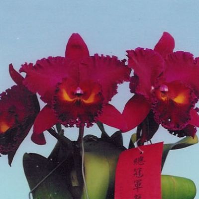 Rhyncholaeliocattleya Sanyung Ruby 'Crowned Dragon' AM/AOS CATTLEYA ...