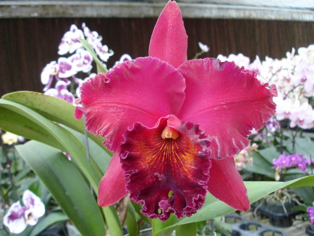 Rhyncholaeliocattleya Jac Wine Delight Revolution 'Red Sun ...