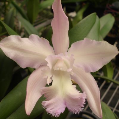 (Brassavola digbyana x Rhyncholaeliocattleya Kuwale Gem) 'ORCHIS ...