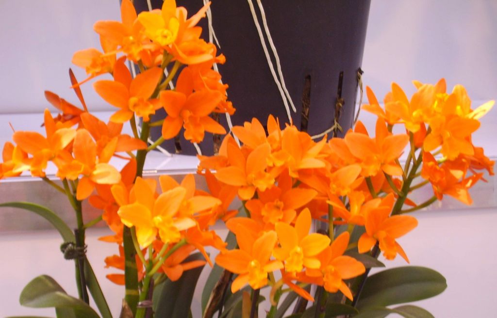 Rhyncattleanthe Fuchs Orange Nuggett x Rhyncattleanthe Young-Min Orange ...