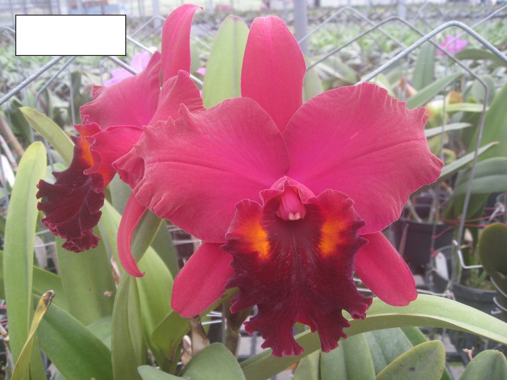 Rhyncholaeliocattleya Chialin Ruby 'Rose Lady' CATTLEYA ORCHIS ...