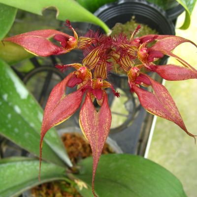 Bulb. Rothschildianum バルボフィラム オーチス農業開発会社（株）